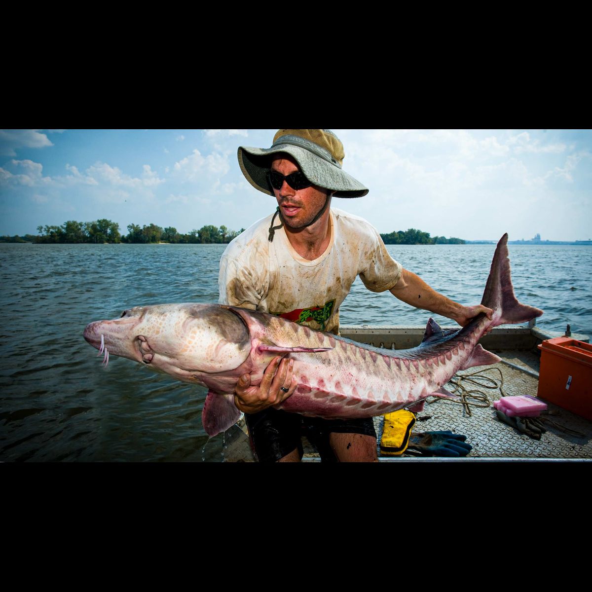 Saving a Prehistoric Giant: One Scientist’s Fight for the Atlantic Sturgeon